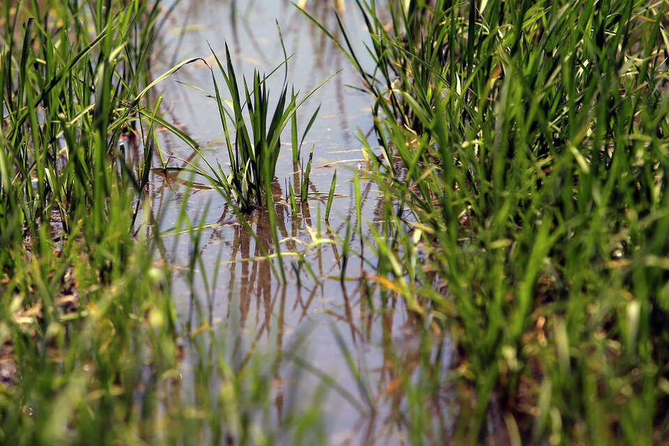 California rice farmers put water rights to work for environment