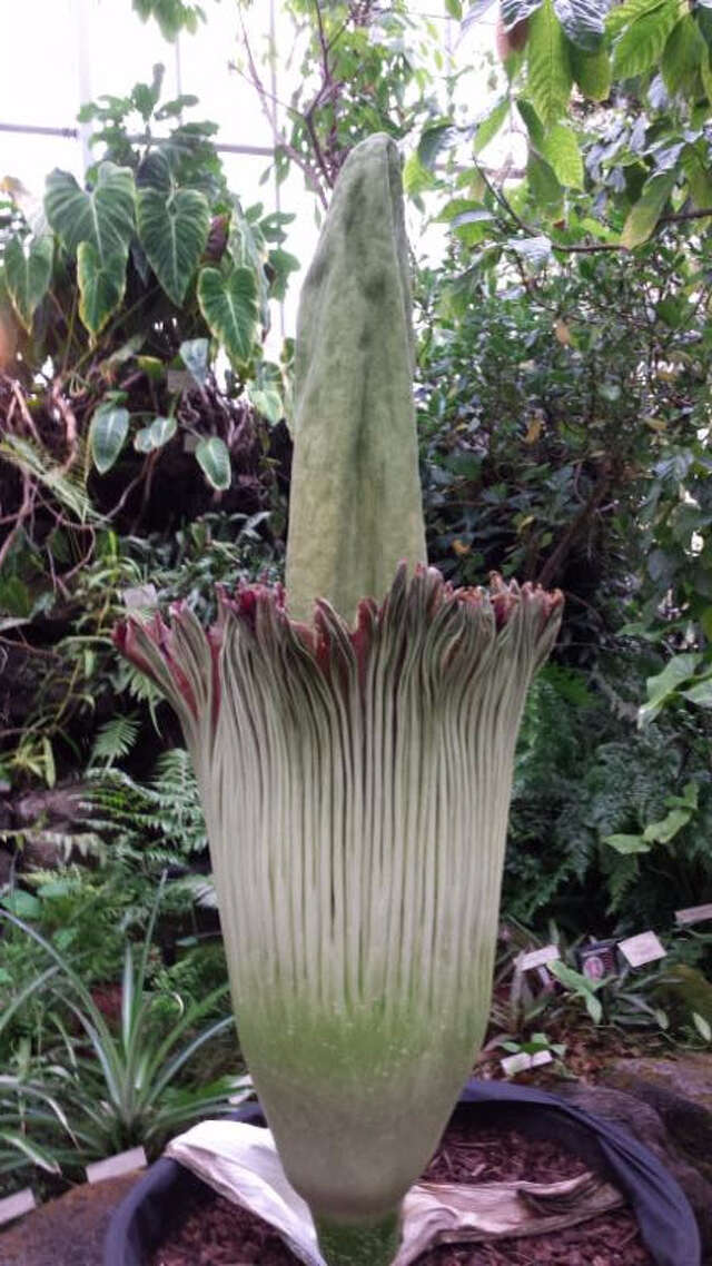 World's smelliest flower in full bloom in Berkeley