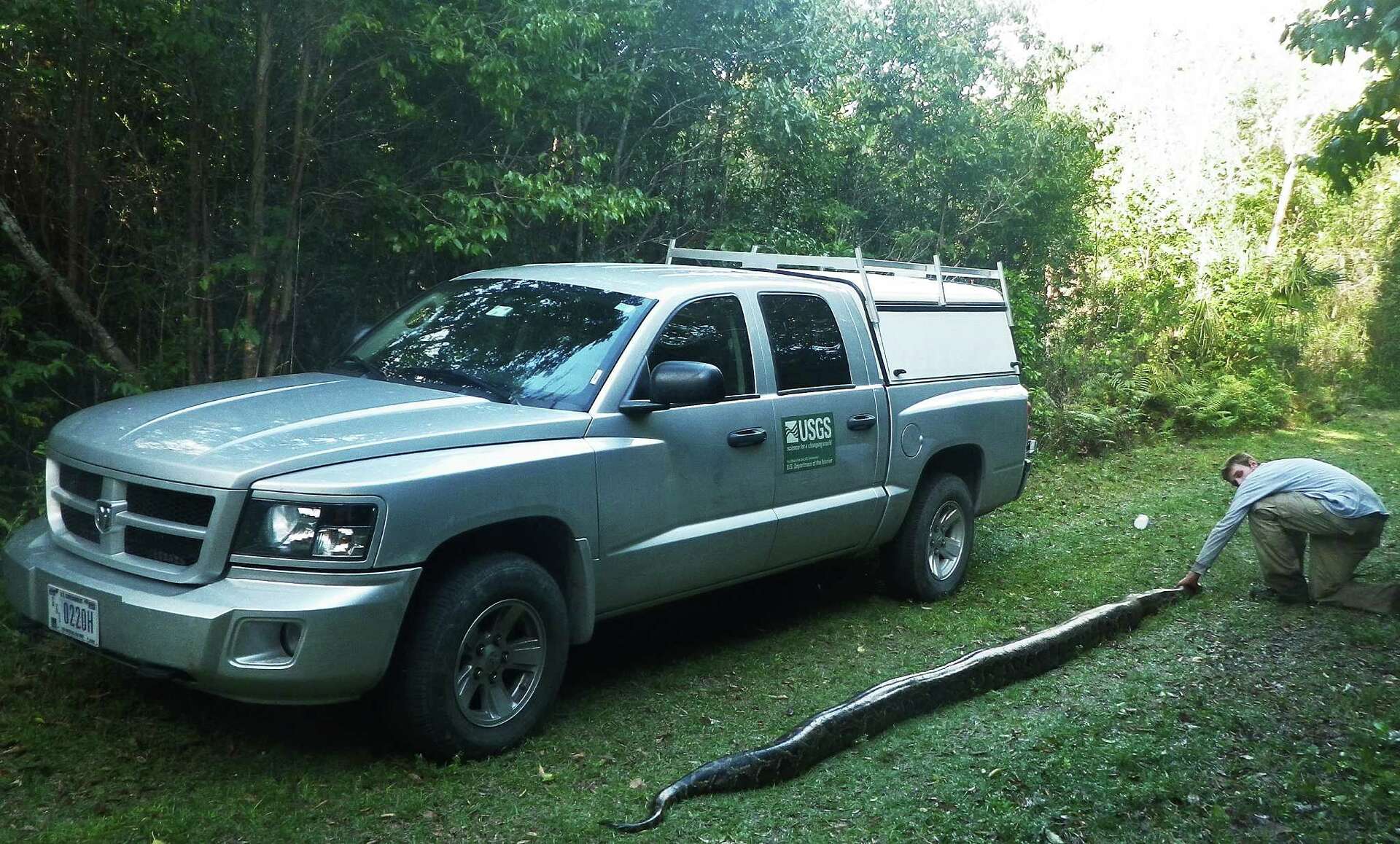 18-foot python captured in the Everglades among Florida's largest ...