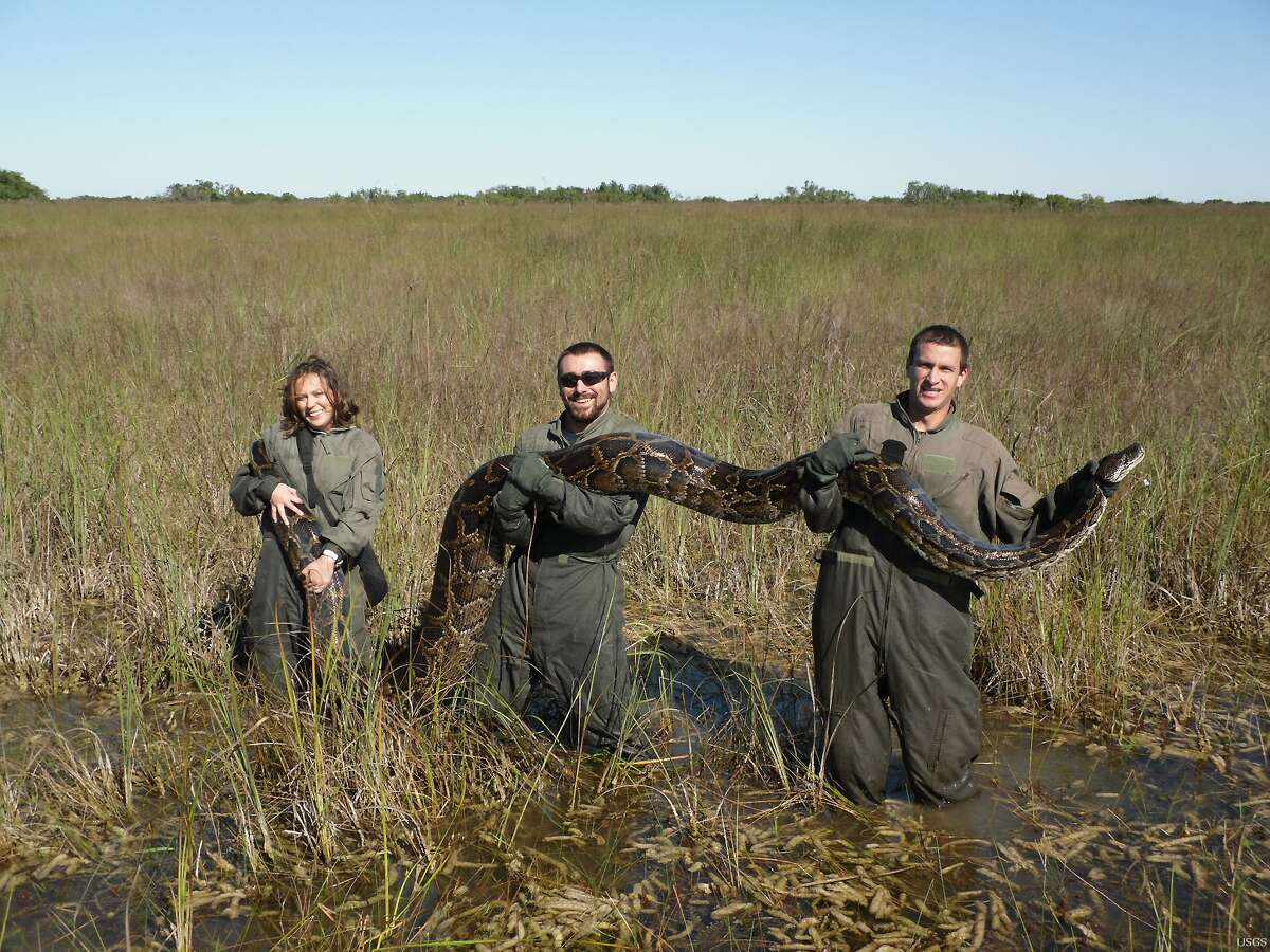 18-foot python captured in the Everglades among Florida's largest ...