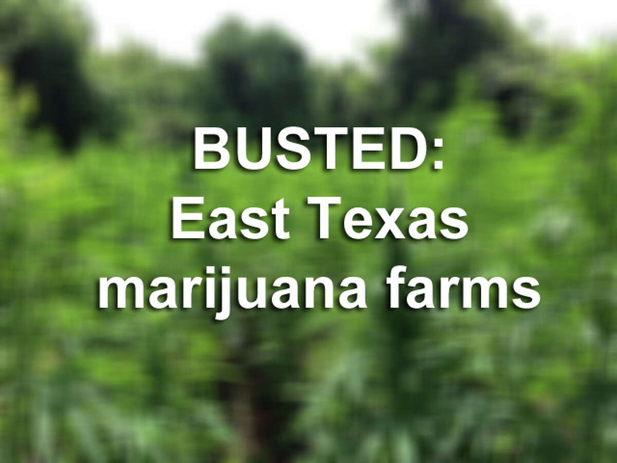 Thousands of pot plants seized in East Texas in latest of big pot farm ...