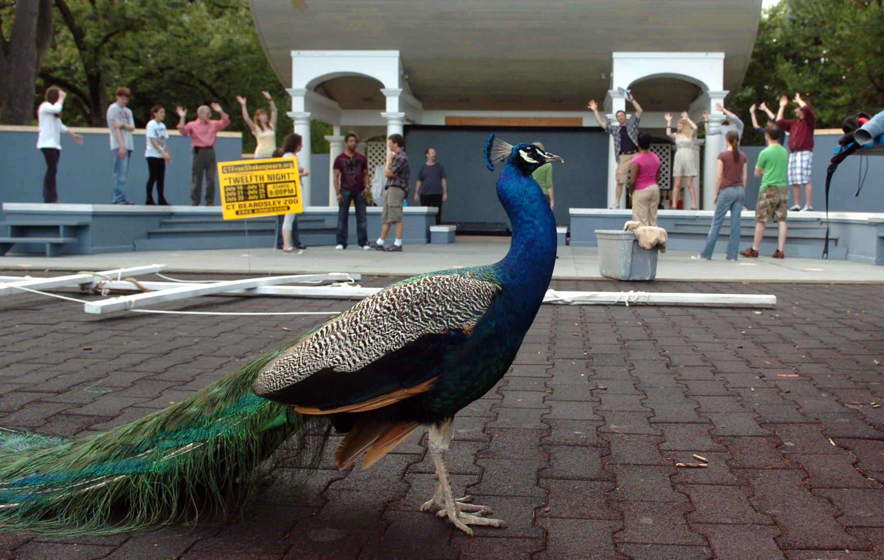 CT Free Shakespeare returns to Bridgeport zoo