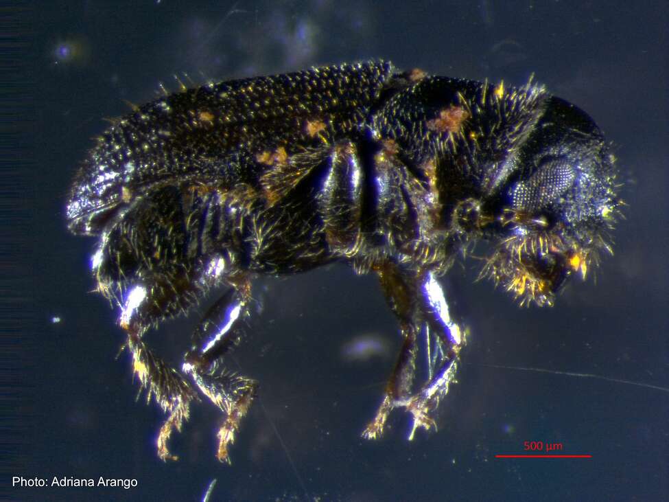 Destructive southern pine beetle discovered in Albany