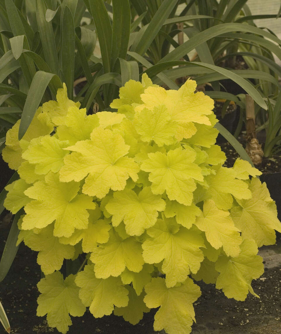 The 7 best coral bells for your garden
