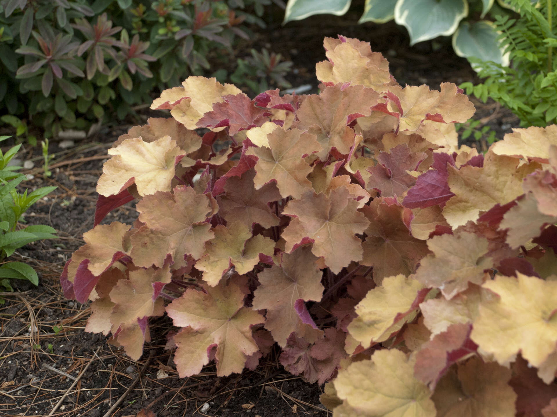 The 7 best coral bells for your garden