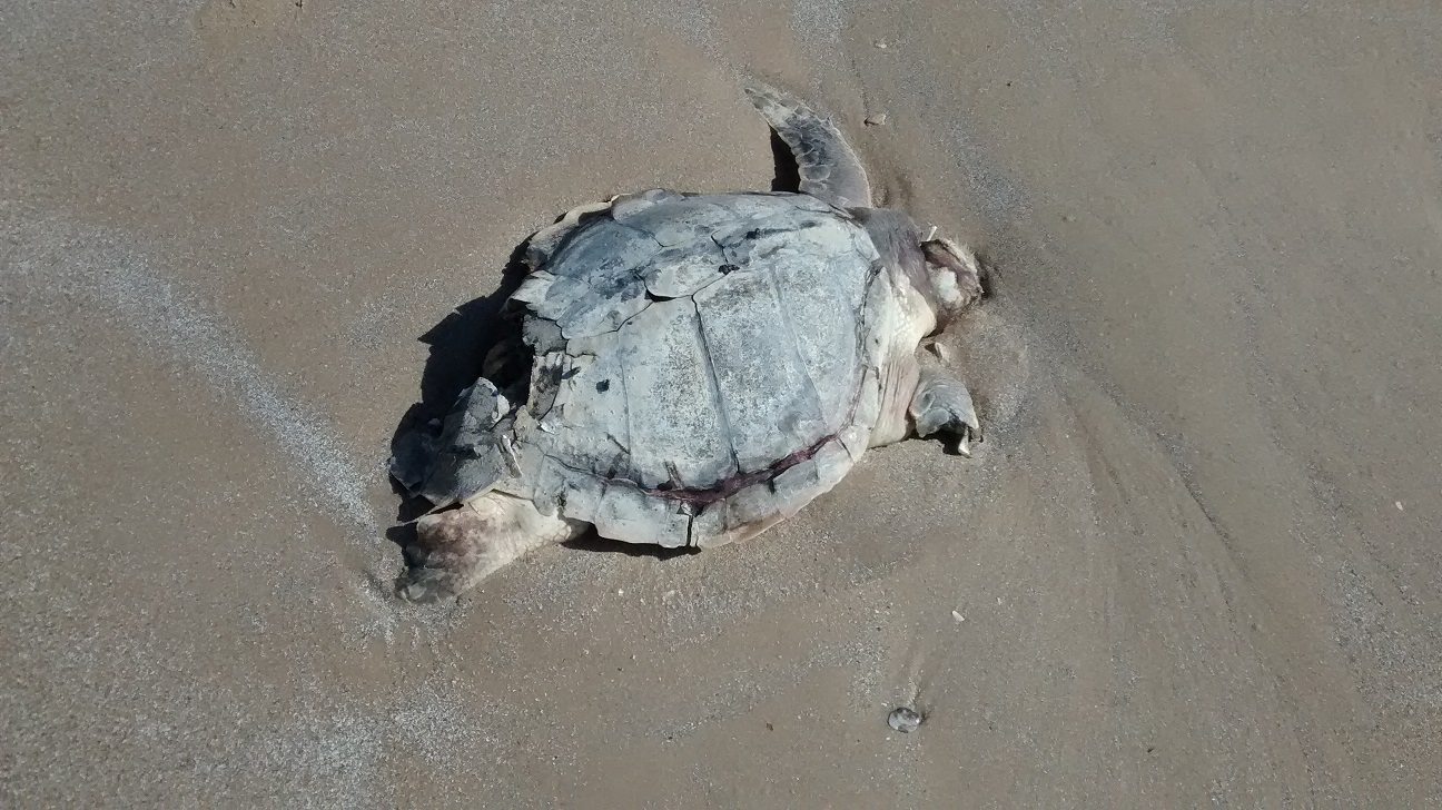 Dead turtle found on McFaddin could provide clues