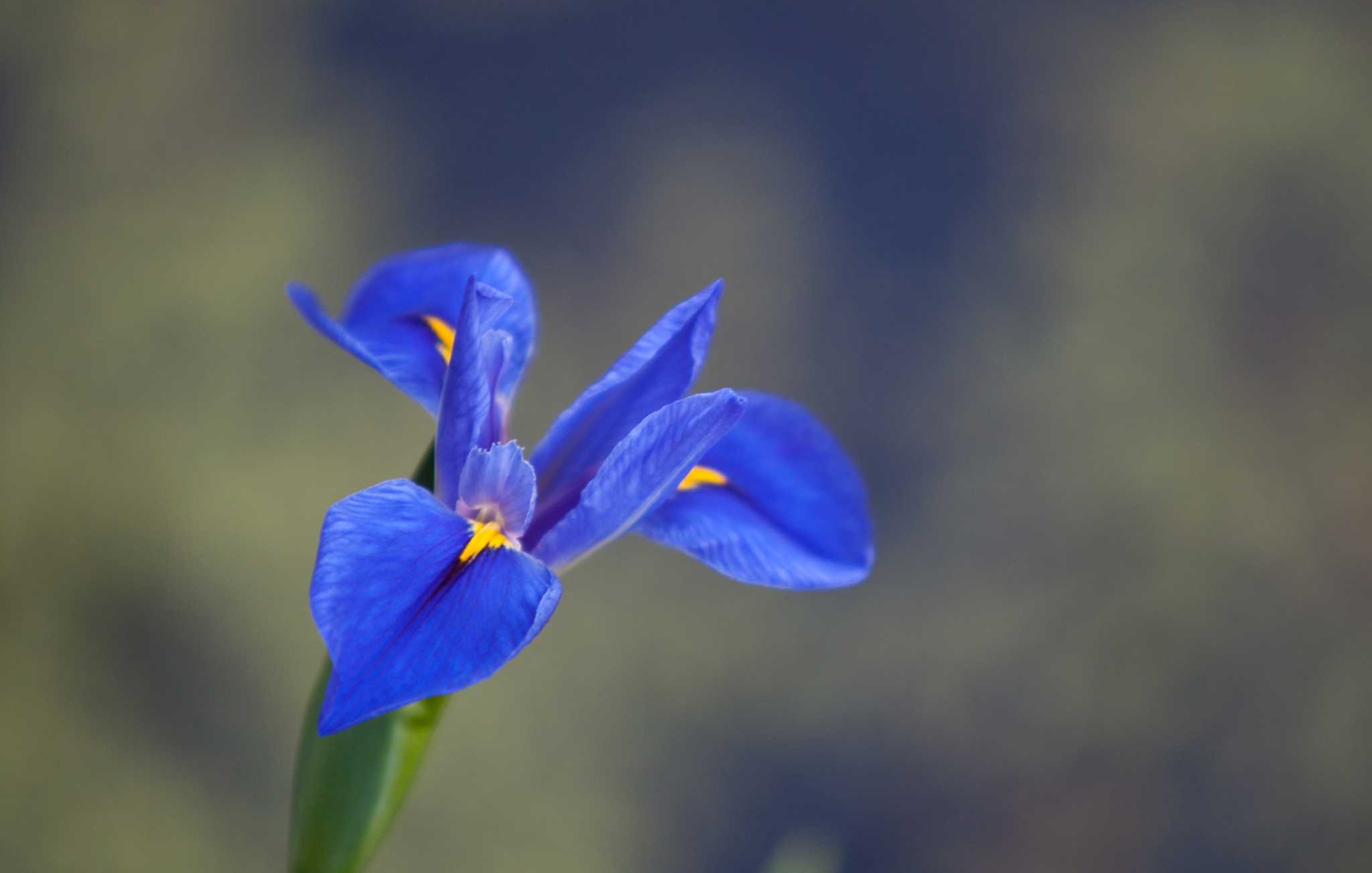 Louisiana iris best divided when dormant