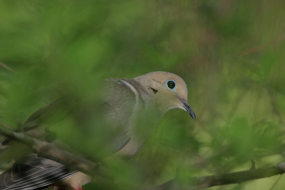 Birds find ways to beat the heat, too