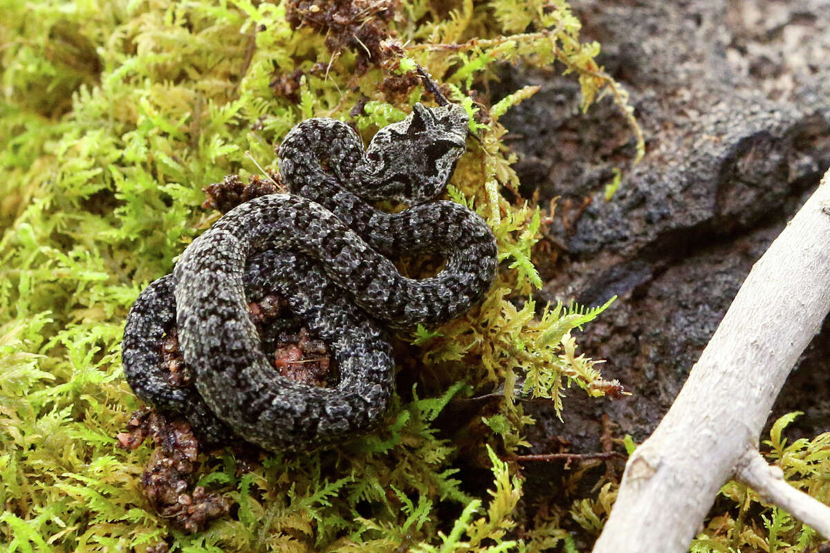 Baby rattlers, rare vipers hatch at zoo