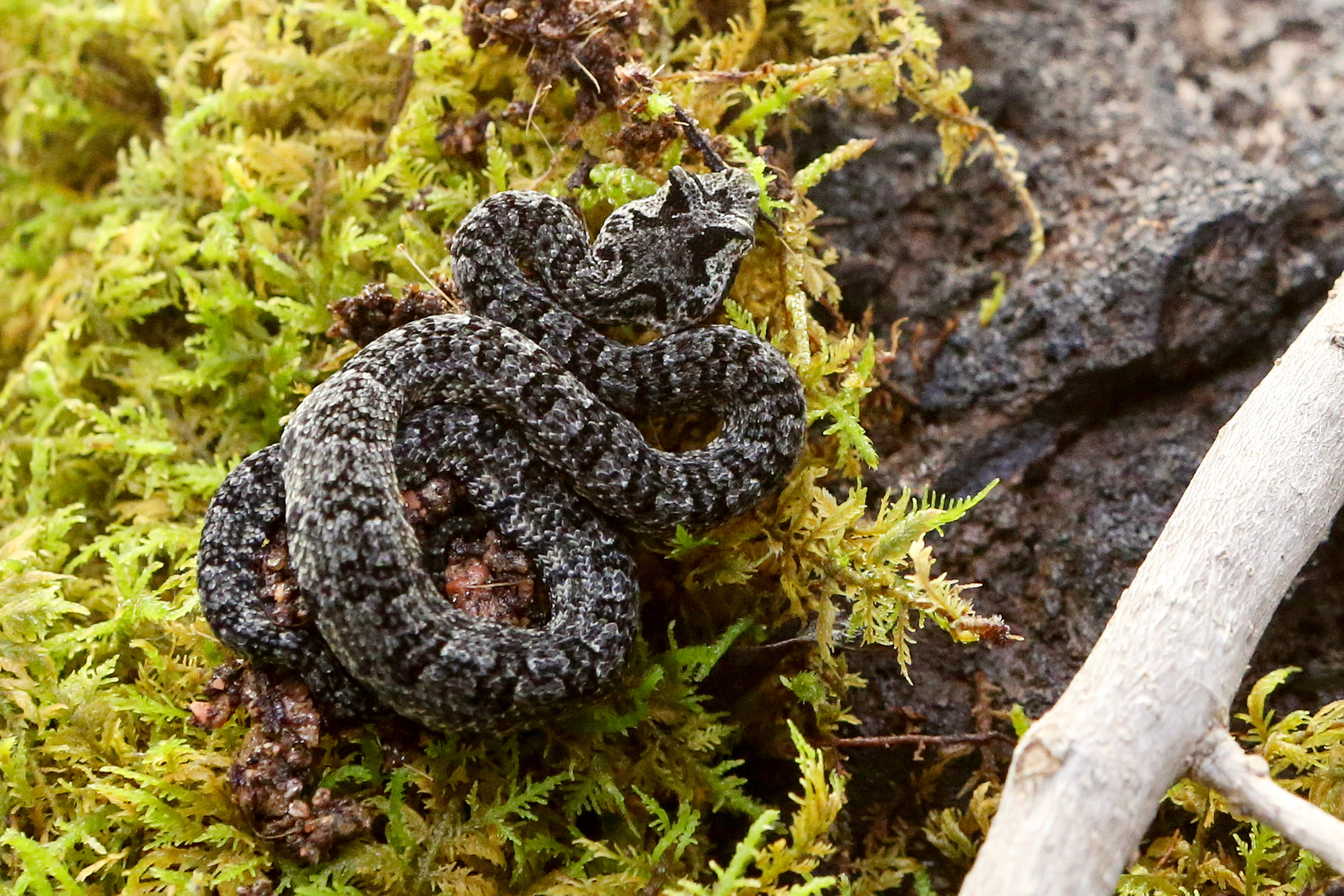Baby rattlers, rare vipers hatch at zoo
