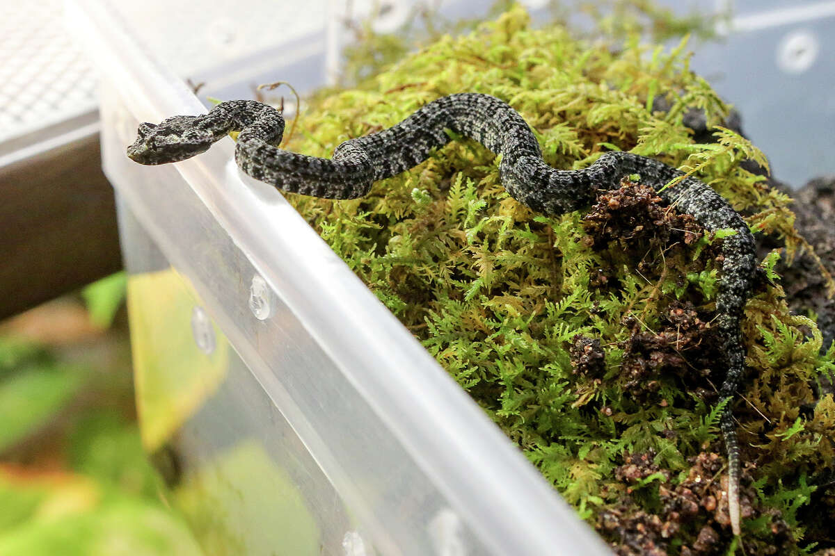 Baby rattlers, rare vipers hatch at zoo