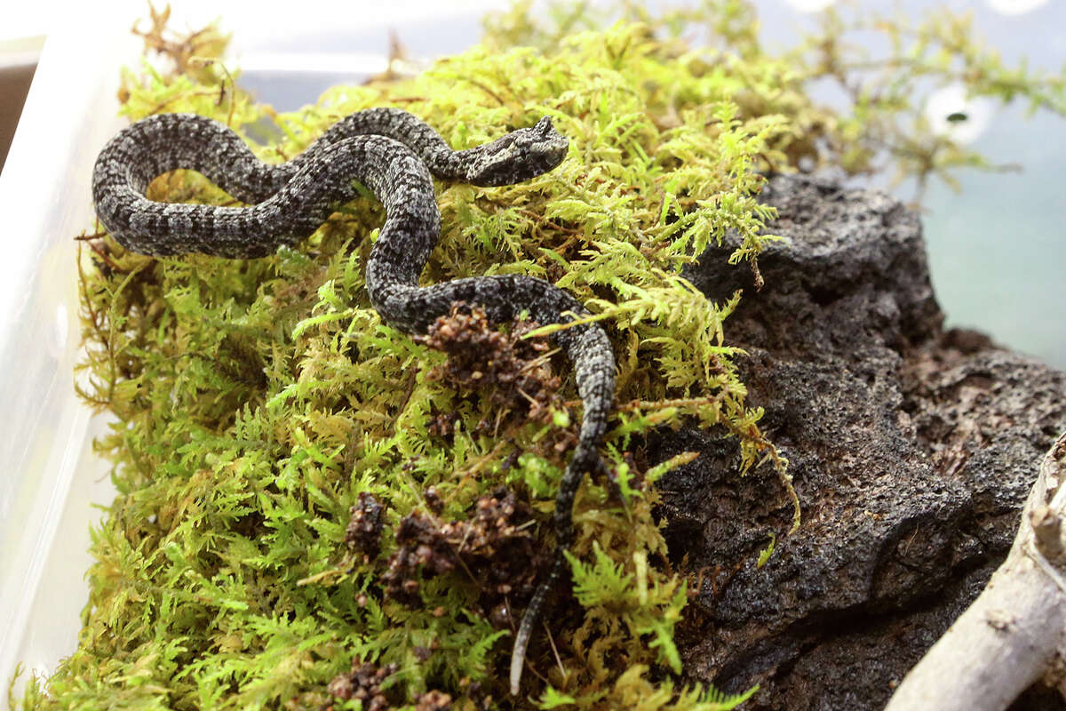 Baby rattlers, rare vipers hatch at zoo