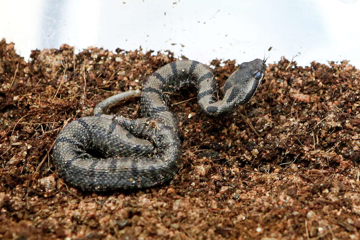 Baby rattlers, rare vipers hatch at zoo