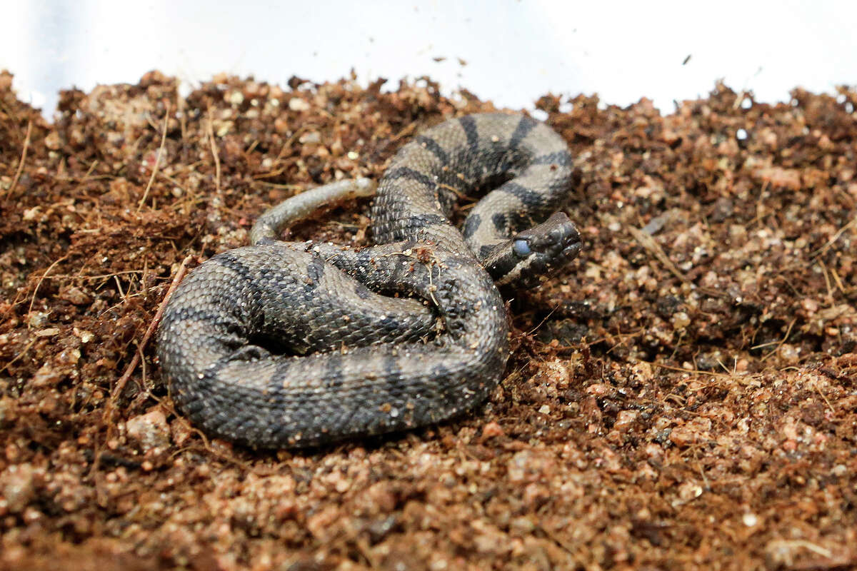 Baby rattlers, rare vipers hatch at zoo