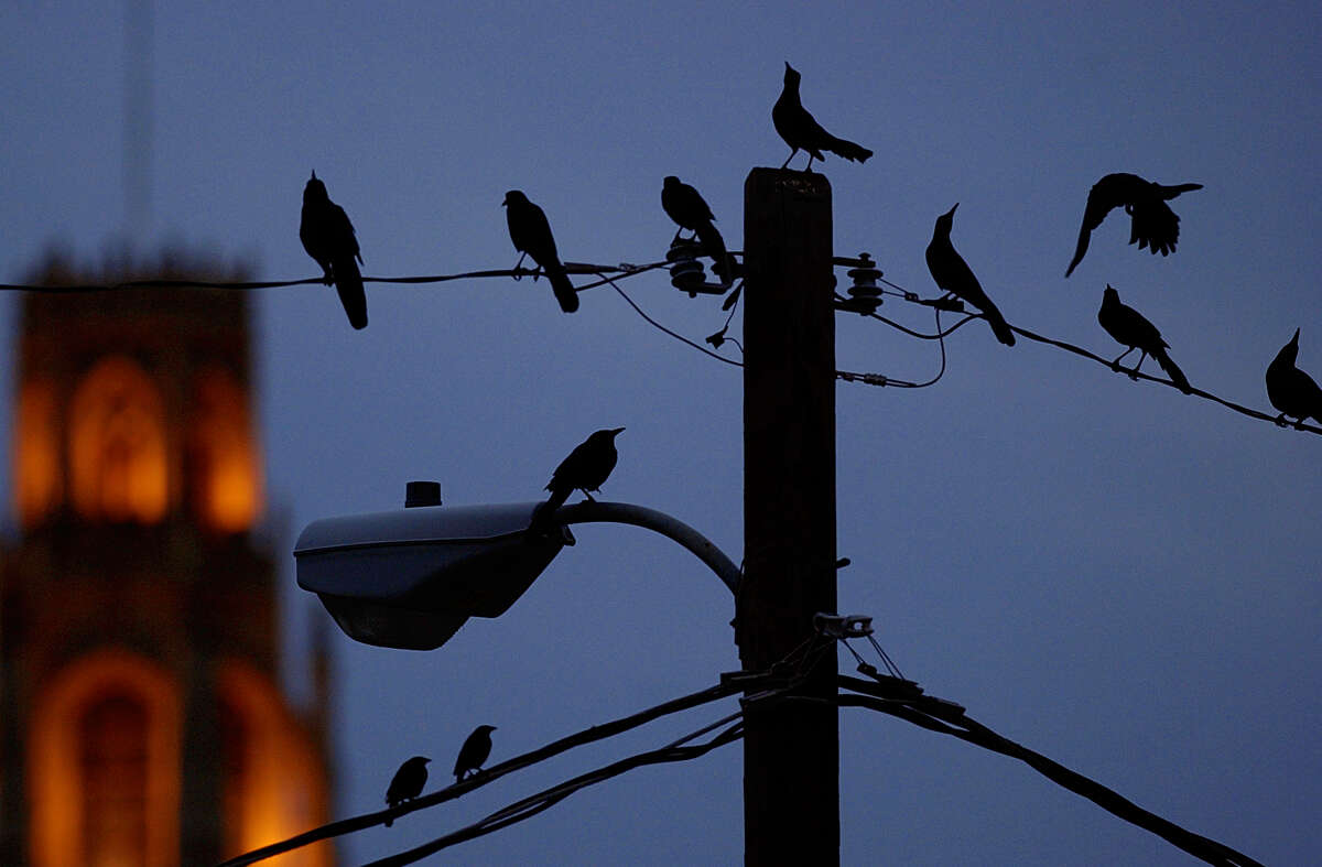 Birds invade Houston Walmart parking lot and it's like a scene out of ...