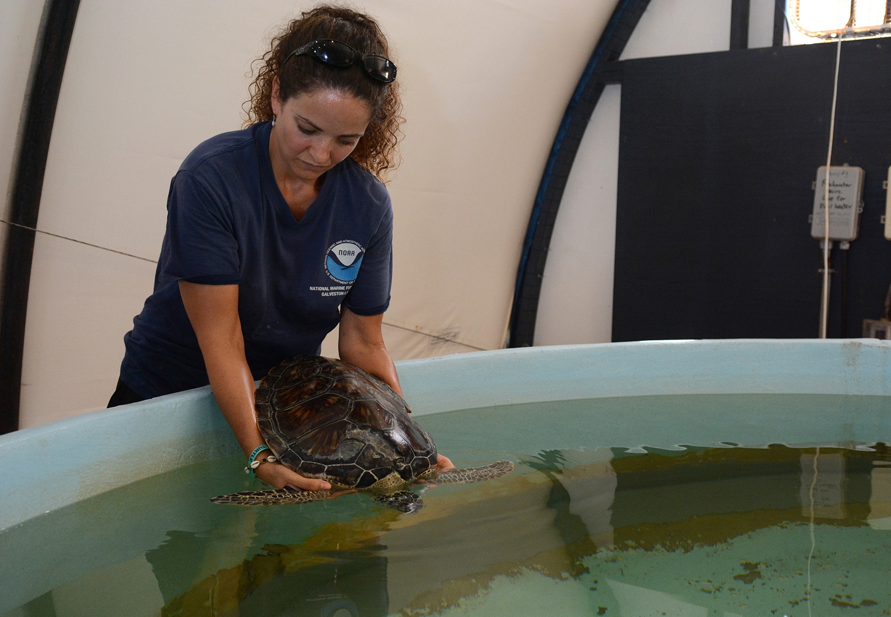 Biologist's mission to aid injured sea turtles brings sorrow, joy