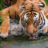 Rare, aging tiger euthanized at the Houston Zoo - Houston Chronicle