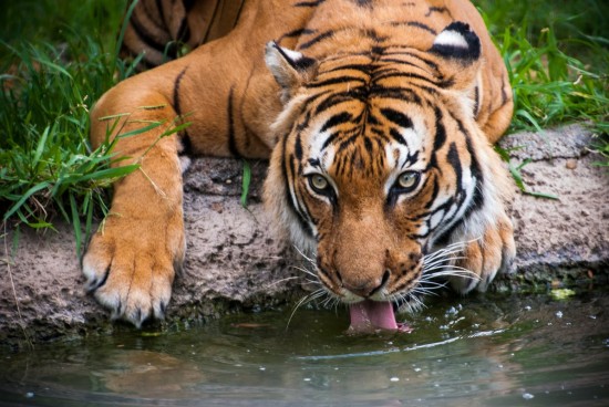 Rare, aging tiger euthanized at the Houston Zoo