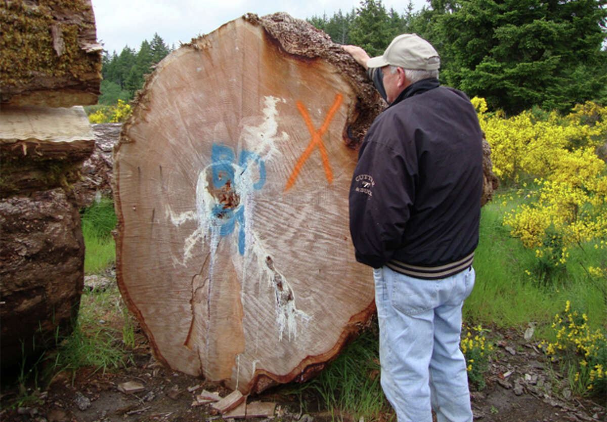 Feds: ‘Music wood’ poachers targeted Washington old growth maples