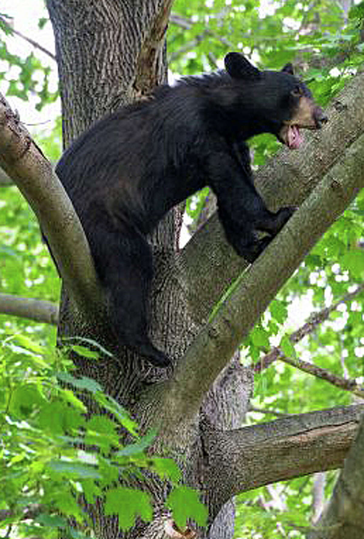 Getting used to bears in Fairfield’s backyards