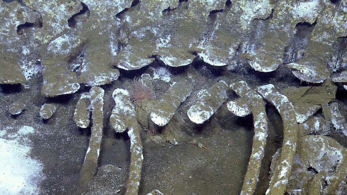 Video: What is a Whale Fall? Here's a whale graveyard found in SoCal