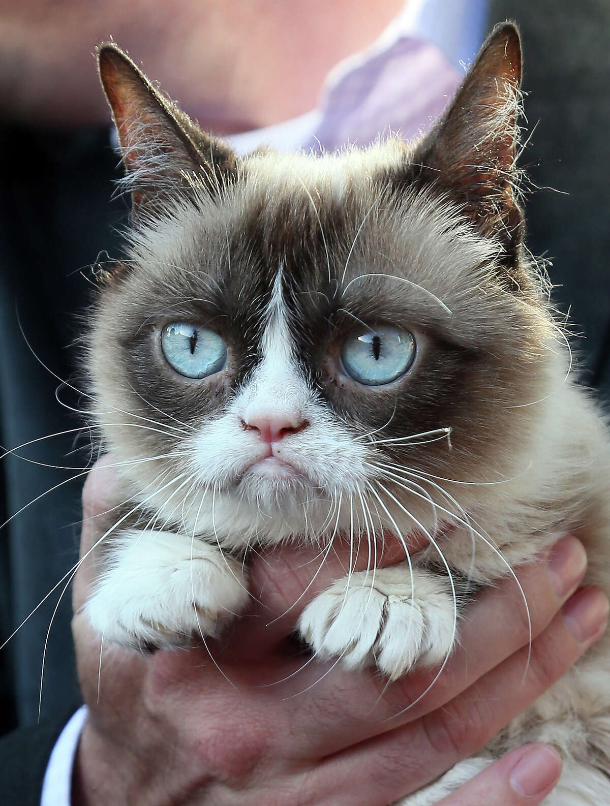 The Internet Cat Video Festival is coming to San Francisco!