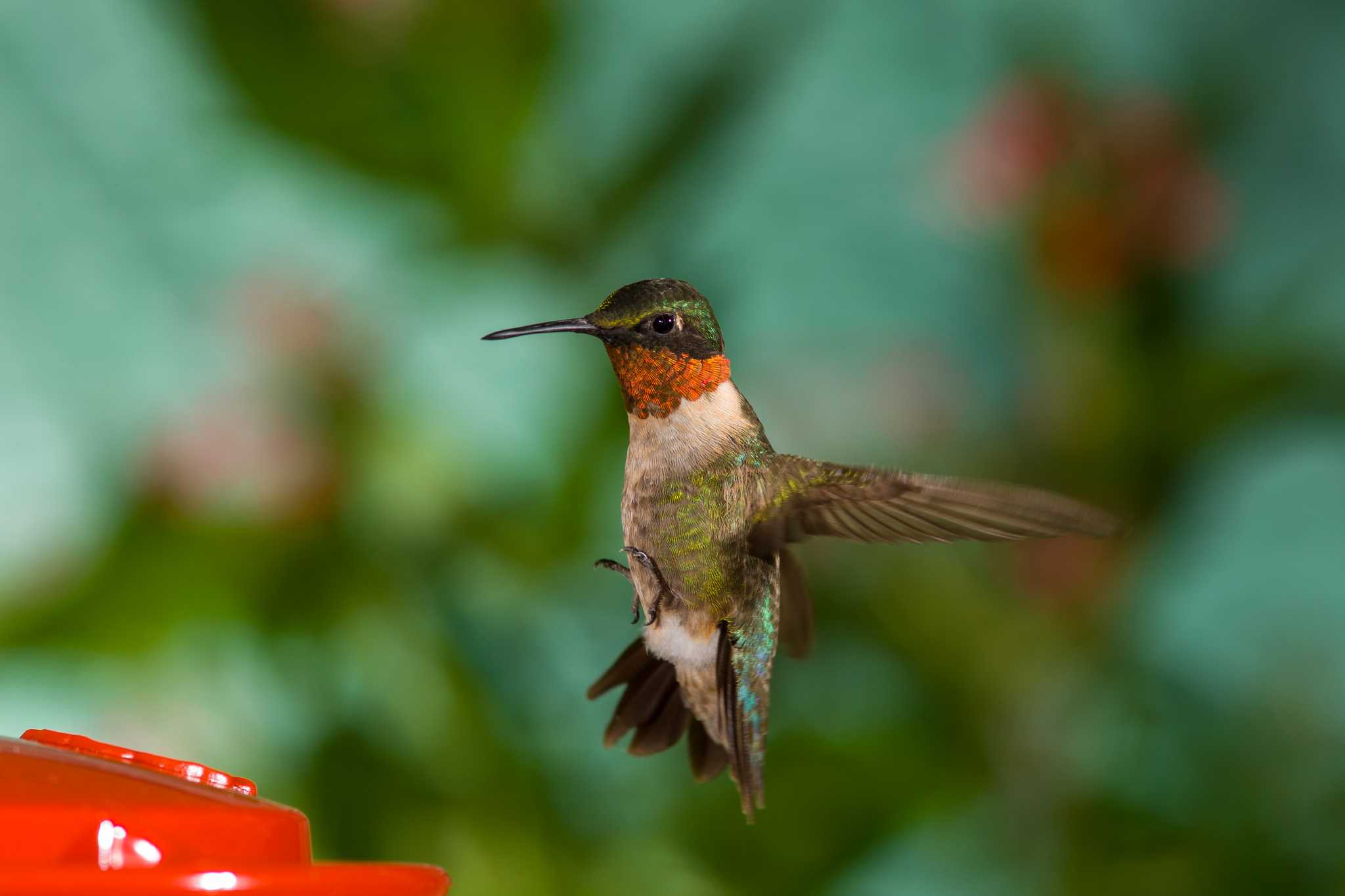 Hummingbirds head to feeders and flowers to refuel