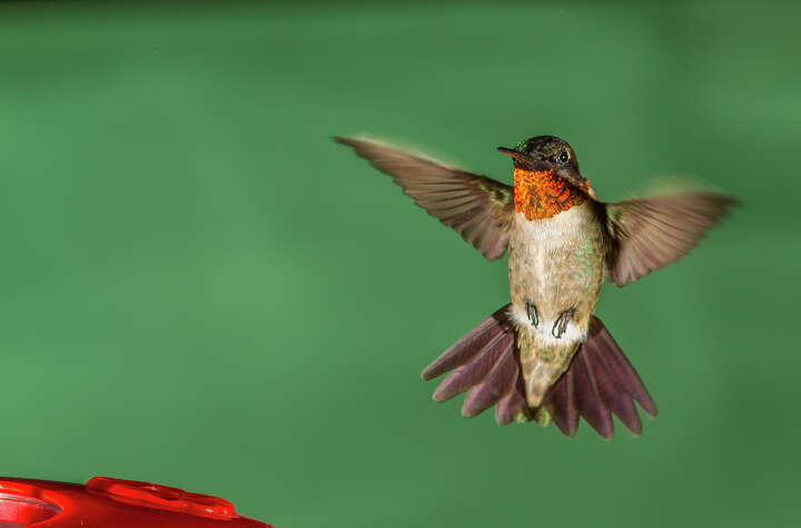 Hummingbirds head to feeders and flowers to refuel