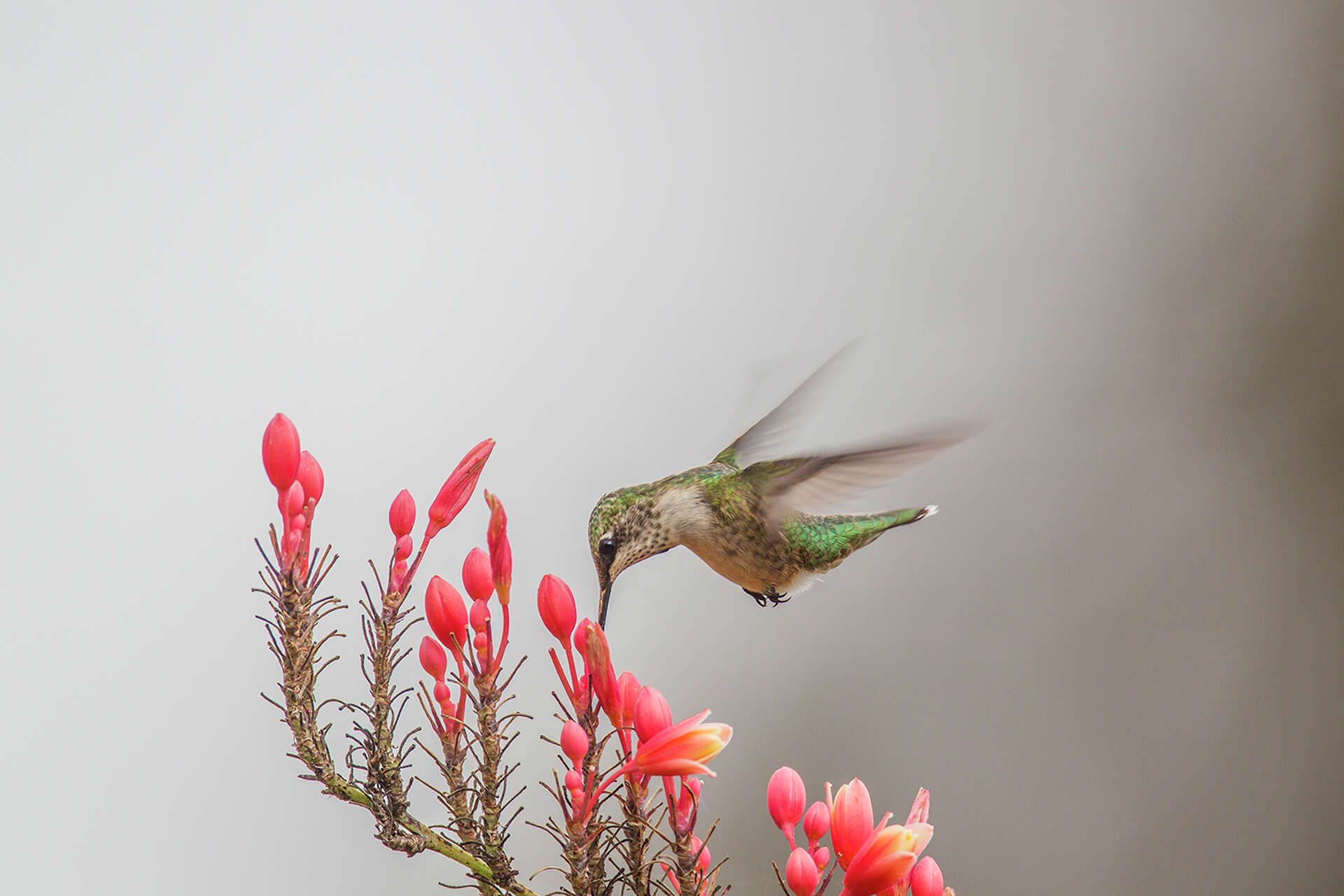 Hummingbirds head to feeders and flowers to refuel