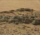 'Alien' face-hugger seen on NASA Mars rover camera?