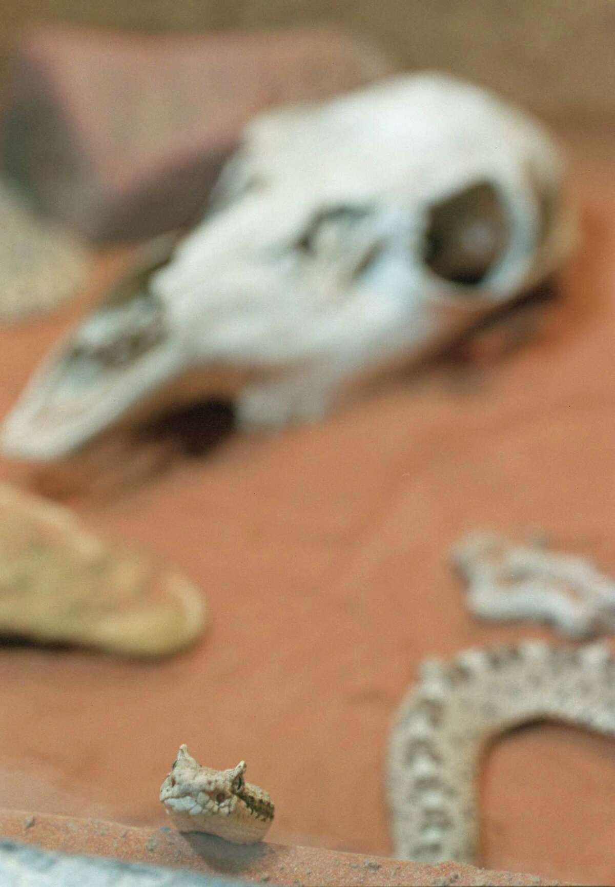 Road trip essay: Stumbling upon snake museums