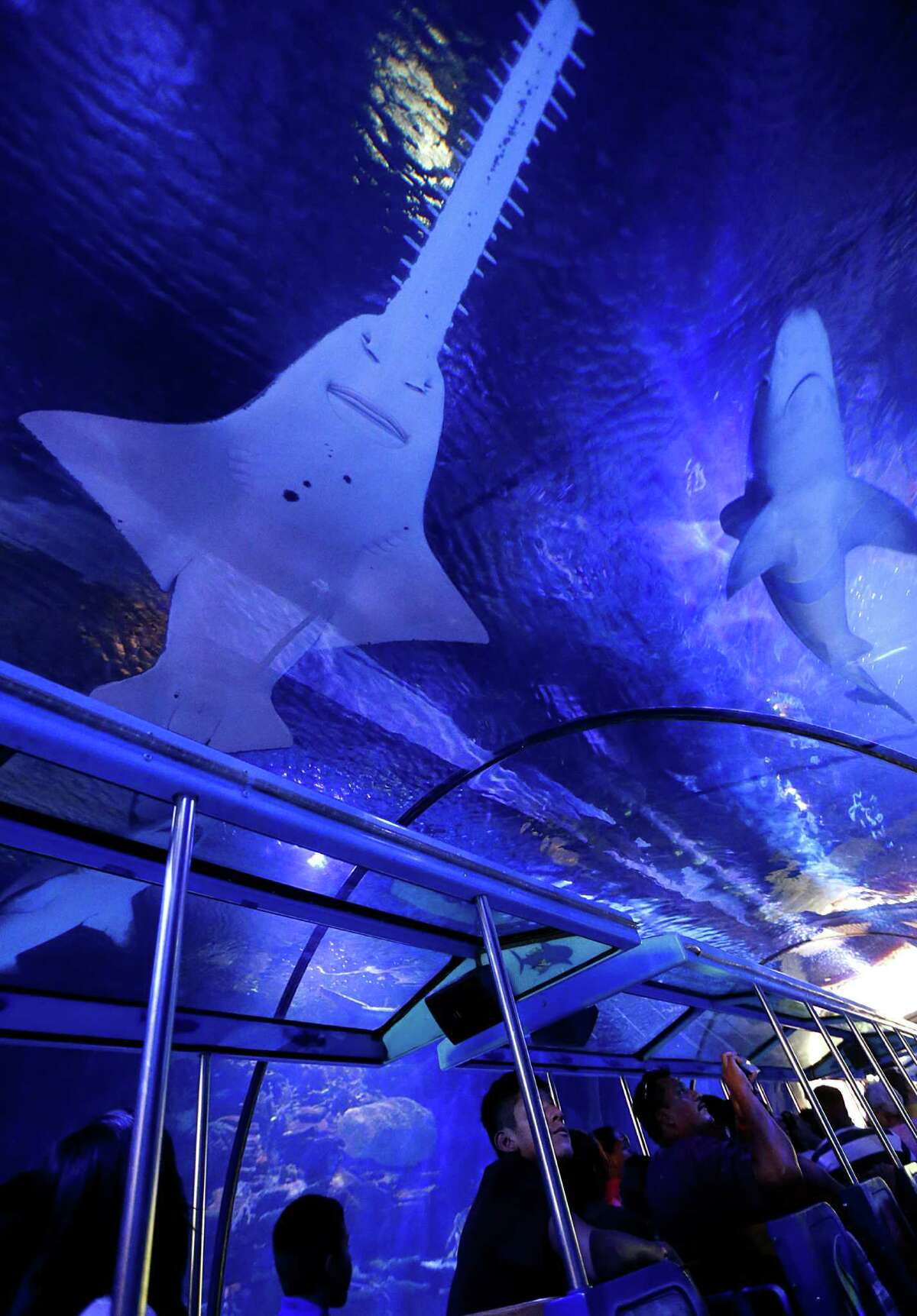 Shark Weekend at the Downtown Aquarium