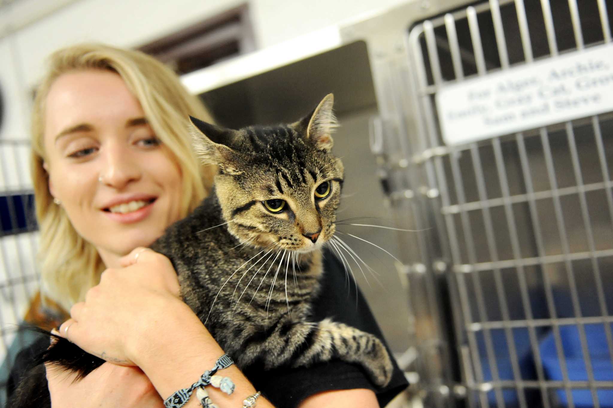 Humane Society cats need homes