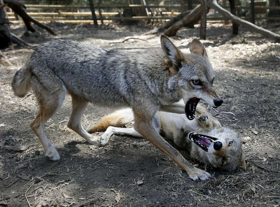 Coyote seen wandering SF elementary school playground - SFGate