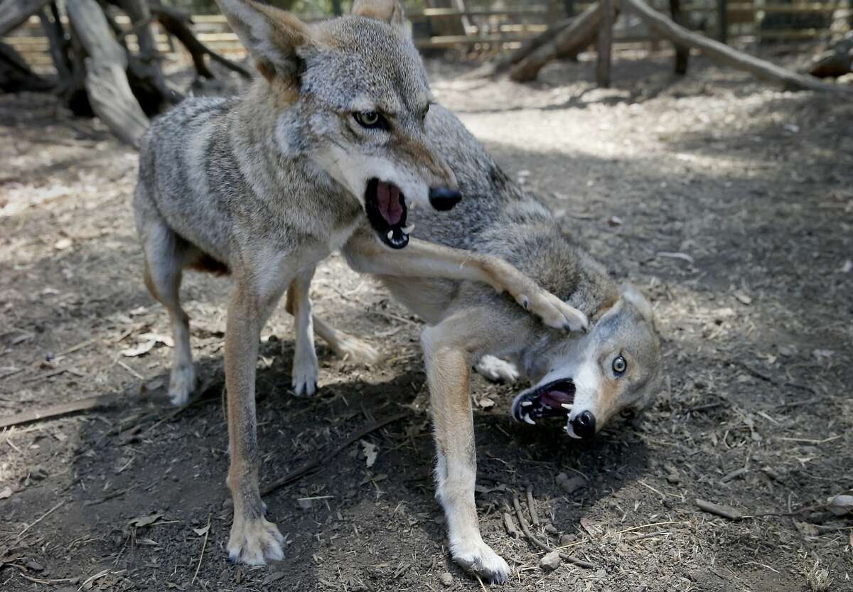 Coyote seen wandering SF elementary school playground