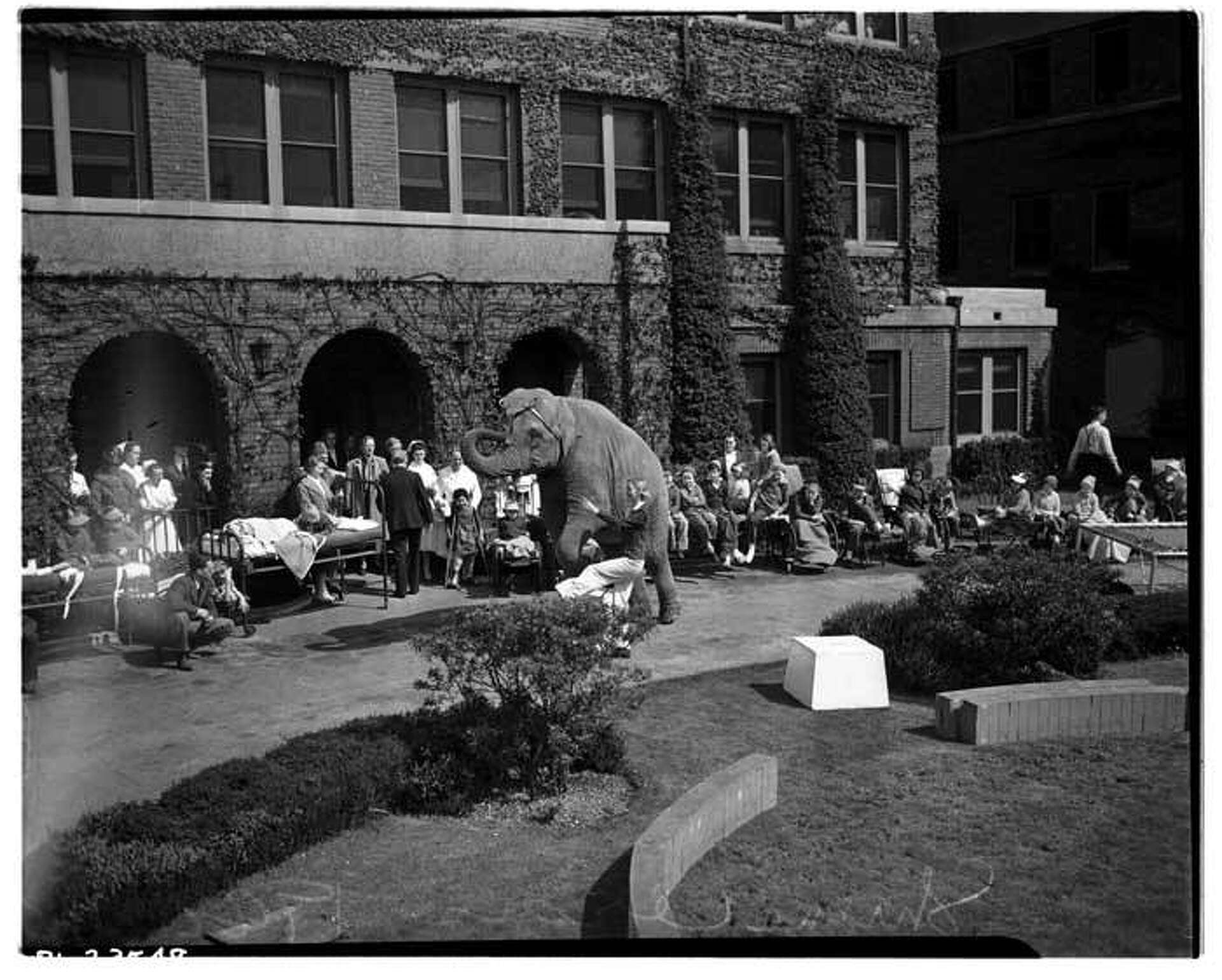 110 years ago: Elephant escapes, runs wild through amusement park in ...
