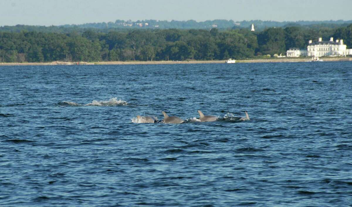 Whales spotted off Norwalk, Stamford, Greenwich