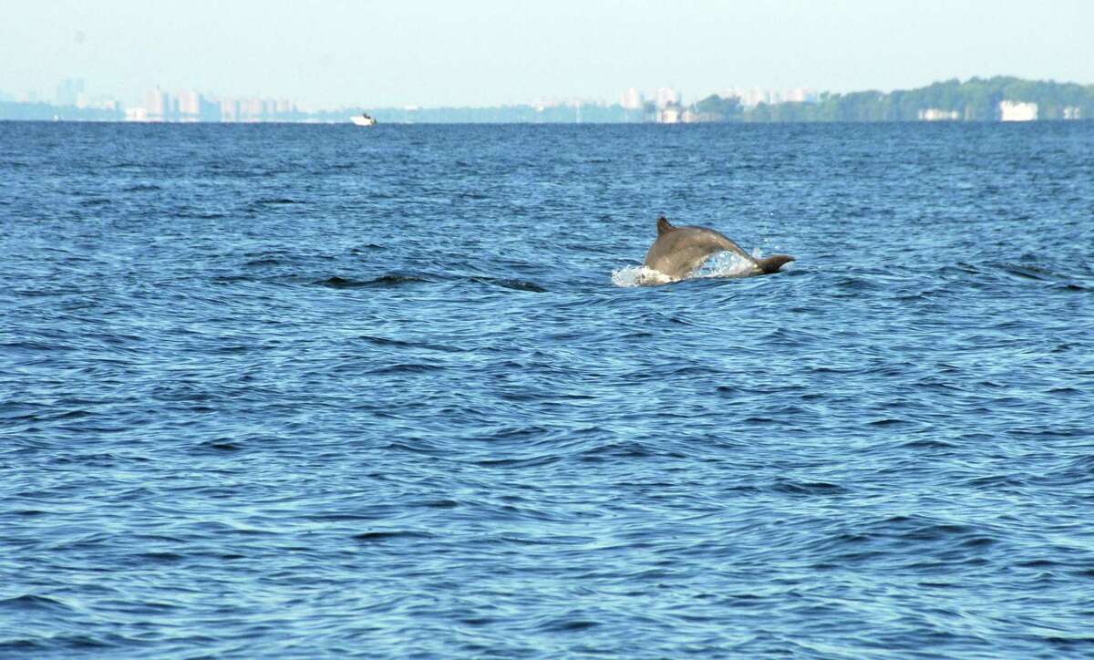 Whales spotted off Norwalk, Stamford, Greenwich
