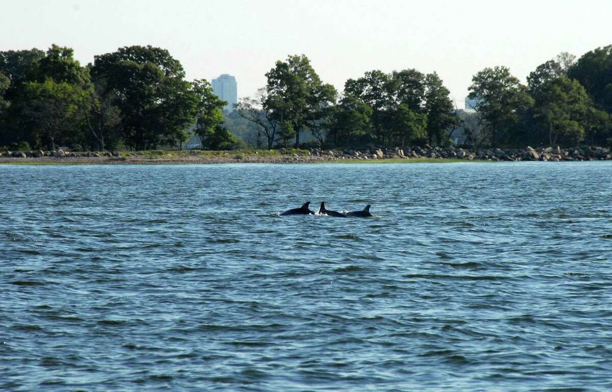Dolphins visit Greenwich Point