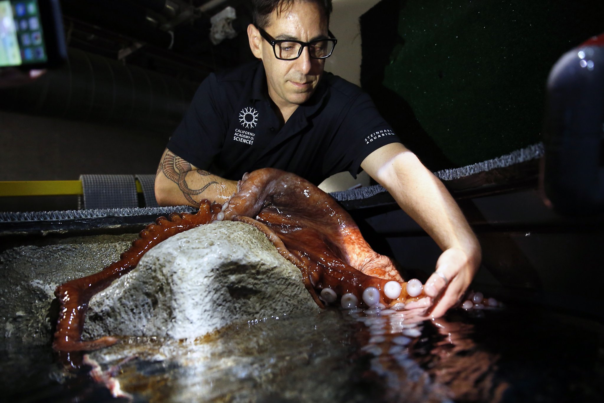 Rare Pacific octopus is full of surprises
