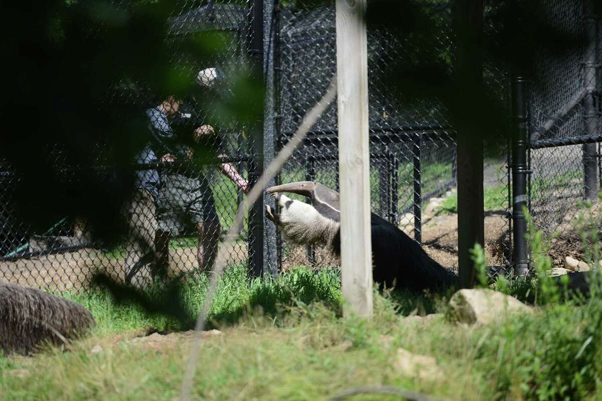 Baby giant anteater born at the zoo