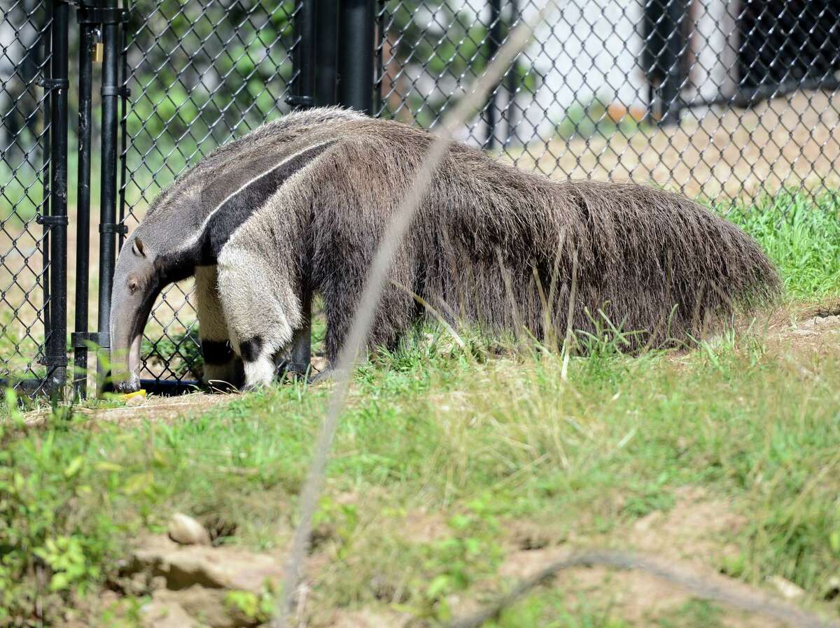 Baby giant anteater born at the zoo