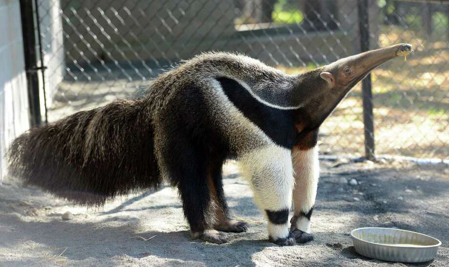 Beardsley Zoo welcomes pair of giant anteaters - NewsTimes