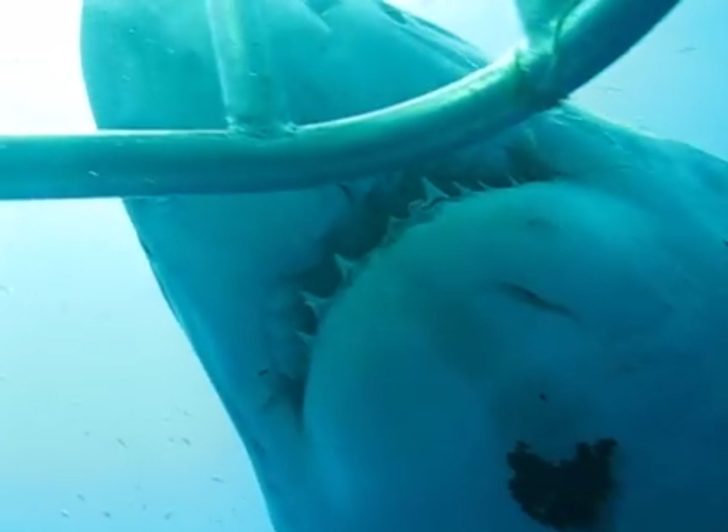 New video released of 'biggest shark ever filmed'
