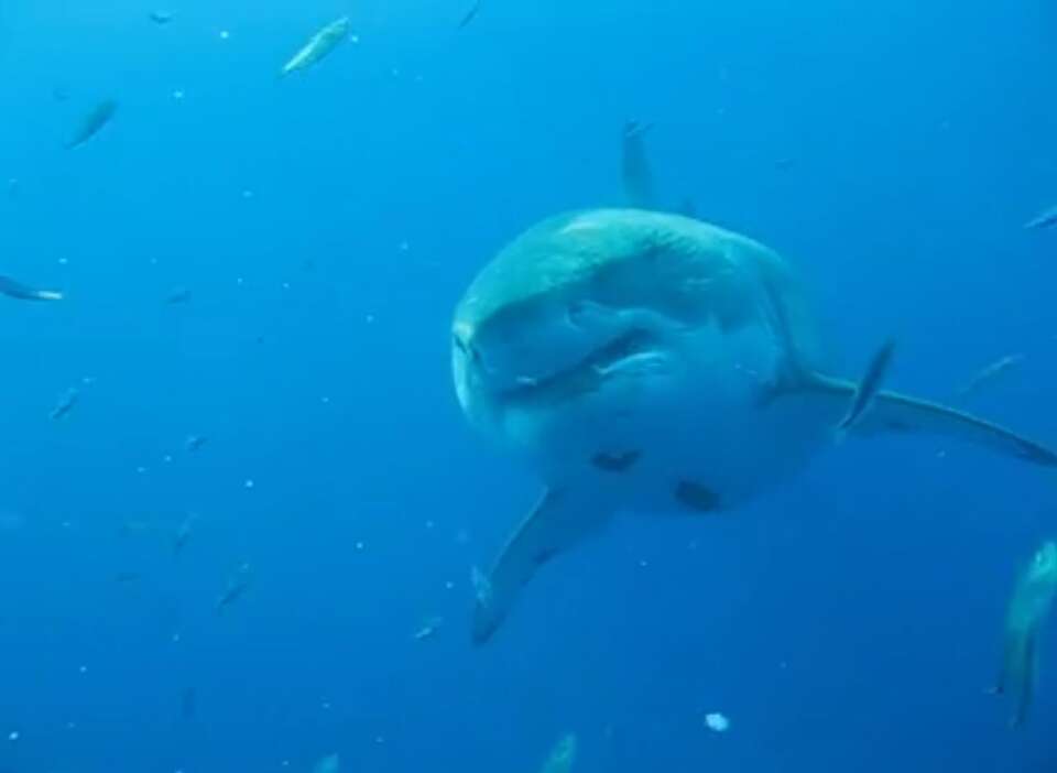 New video released of 'biggest shark ever filmed'