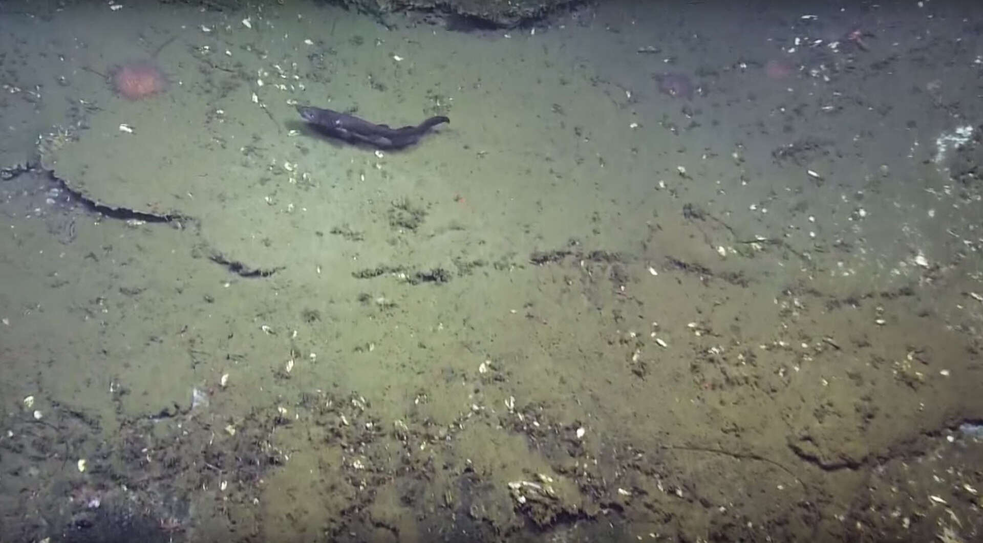 Cat shark sucks at being a shark; gets owned by crabs repeatedly