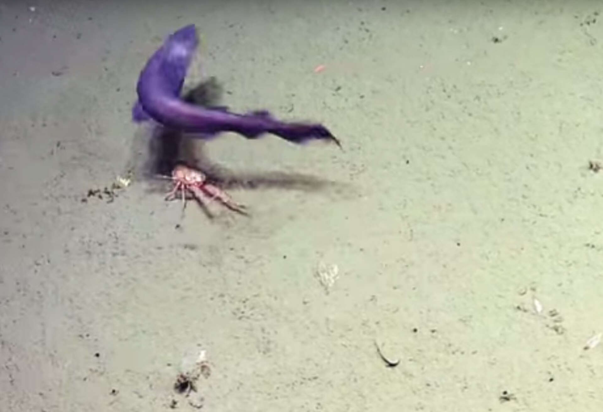 Cat shark sucks at being a shark; gets owned by crabs repeatedly