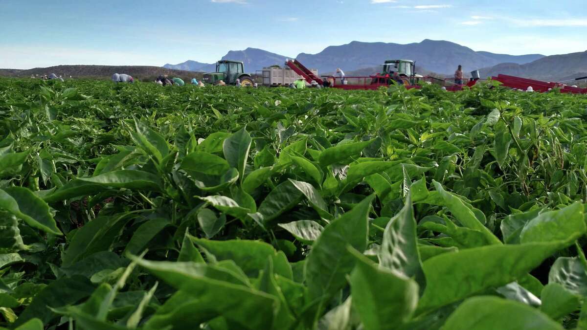 Hatch chiles spark a welcome heat wave