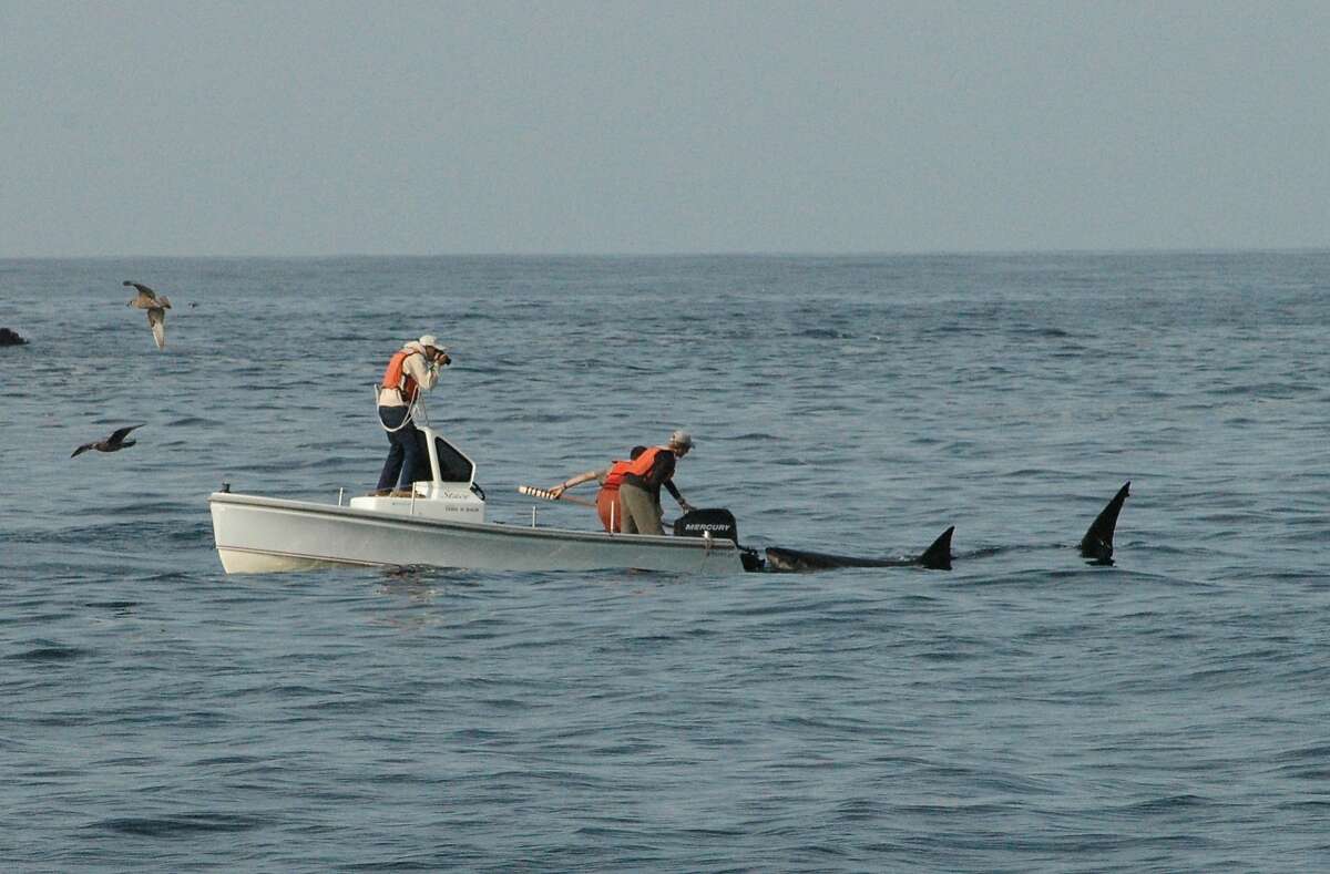 Shark encounters increase as El Niño nears