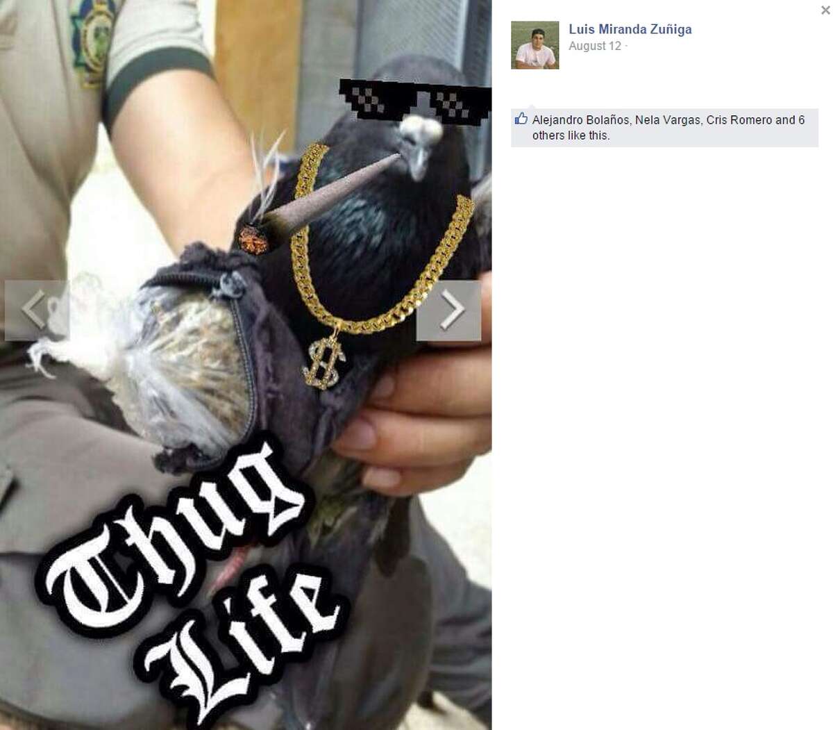 This pigeon named 'Narco Paloma' traffics drugs at a Costa Rica prison